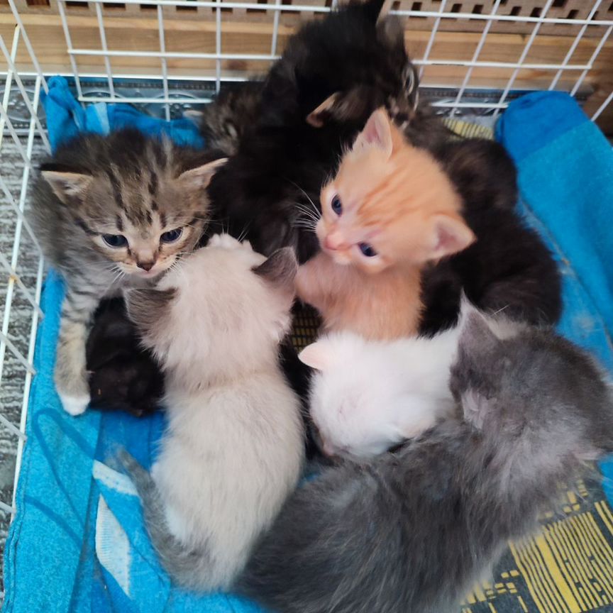 Котята в добрые руки бесплатно