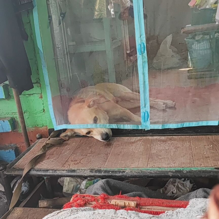 Найдена собака