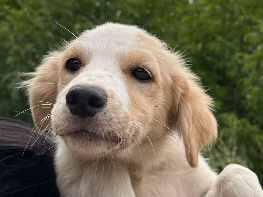 Щенок в добрые руки