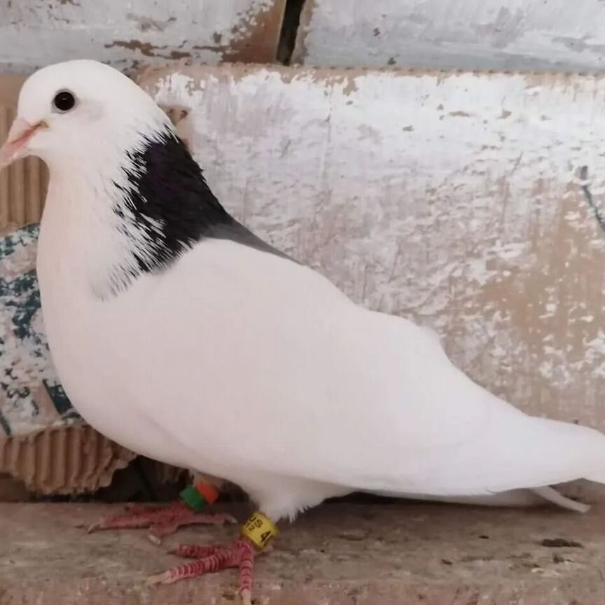 Голуби пермские высоколетные