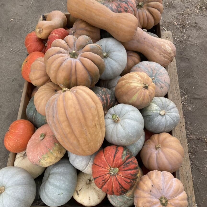 Тыква с поля