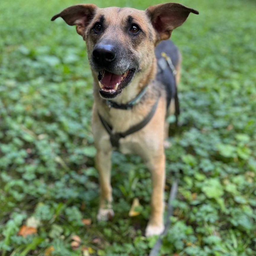 Взрослый пёс в добрые руки