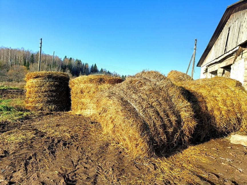 Солома Вика овес