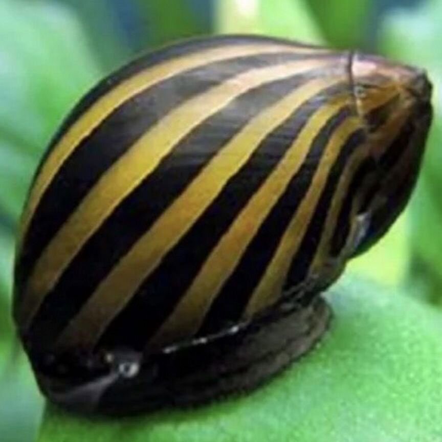 Улитка неретина зебра