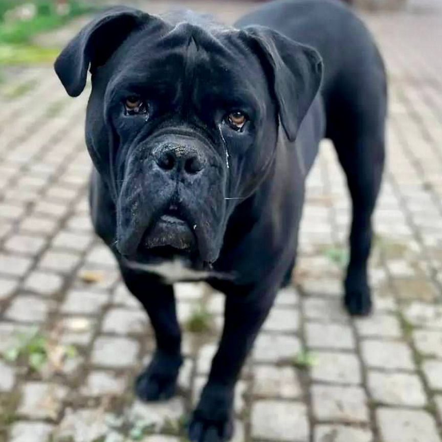 Кане-корсо, взрослый пёс