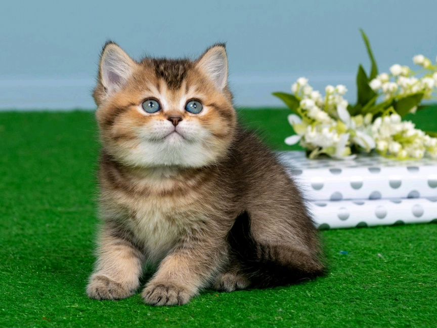 Котик Витас