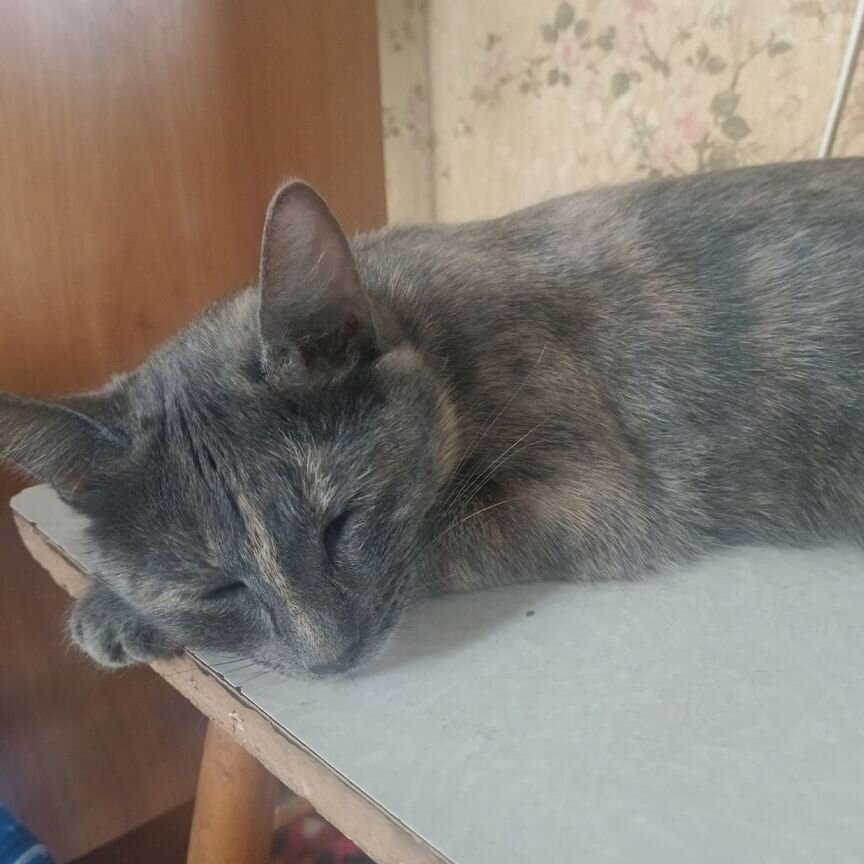 Взрослая, кошка в добрые руки