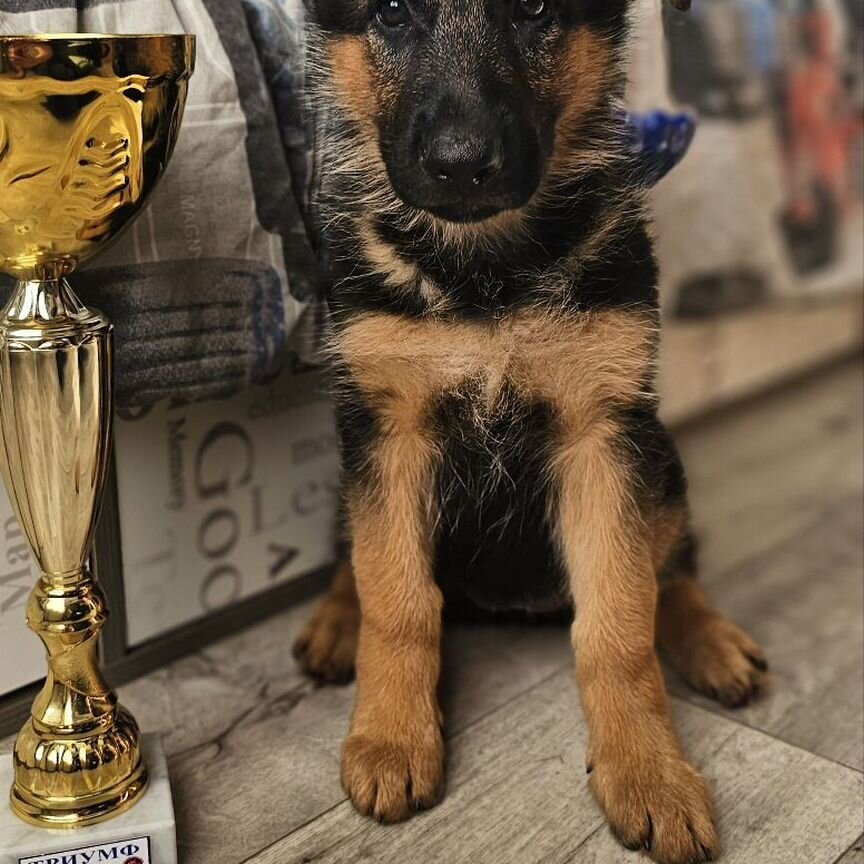 Щенки немецкой овчарки