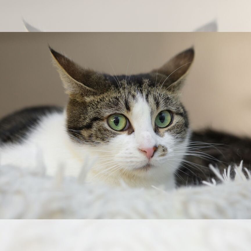 Взрослый кот в добрые руки