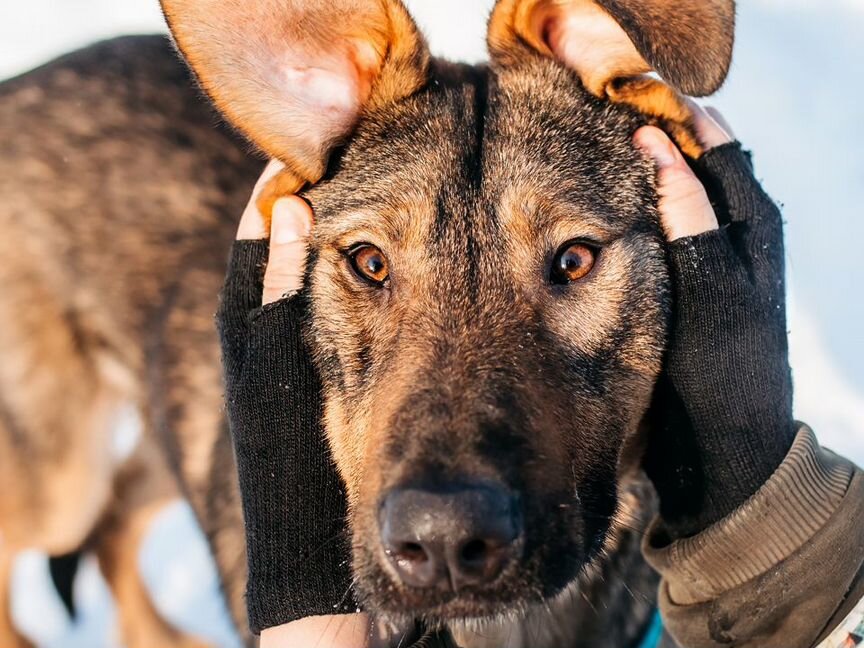 Собака в добрые руки отдам бесплатно