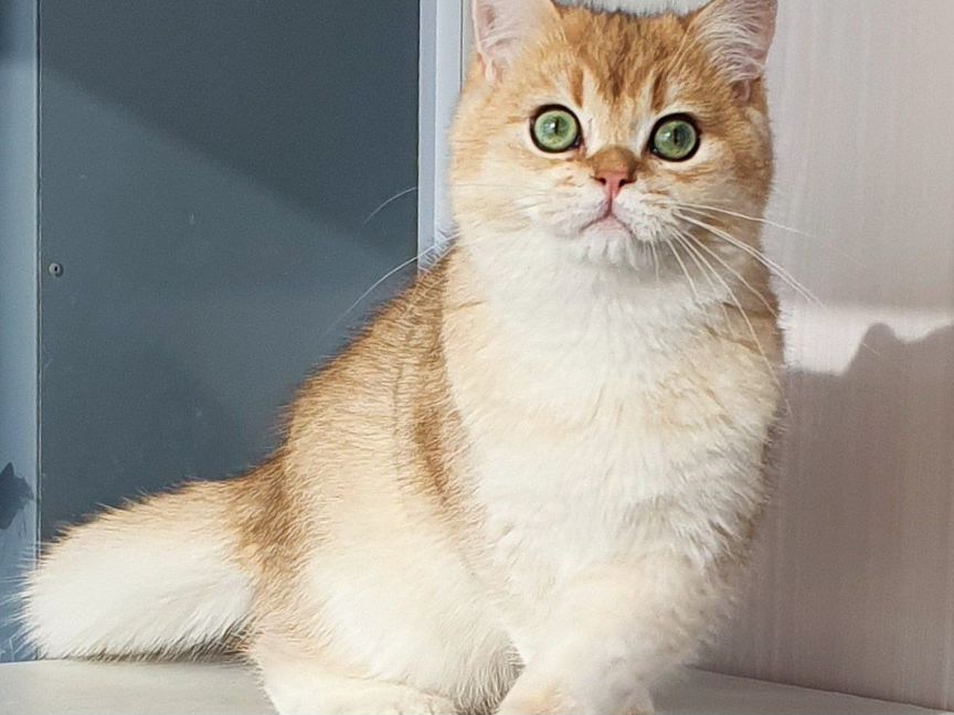 Британский золотой котёнок