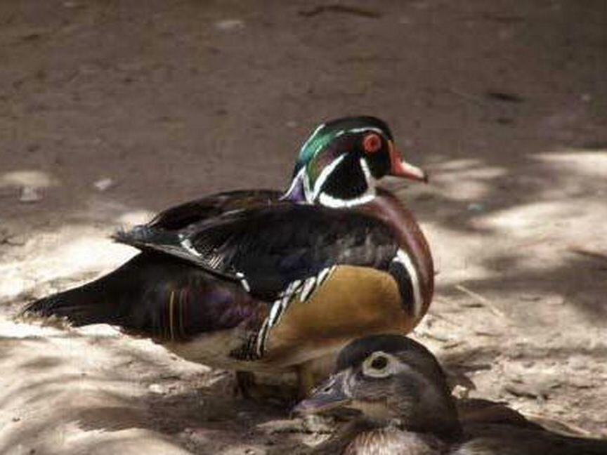 Декоративные птицы