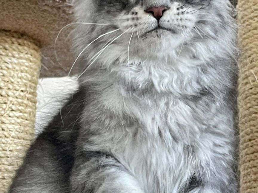 Мейн-кун мальчик