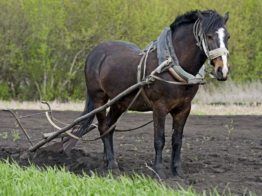 Плуг лошадиный