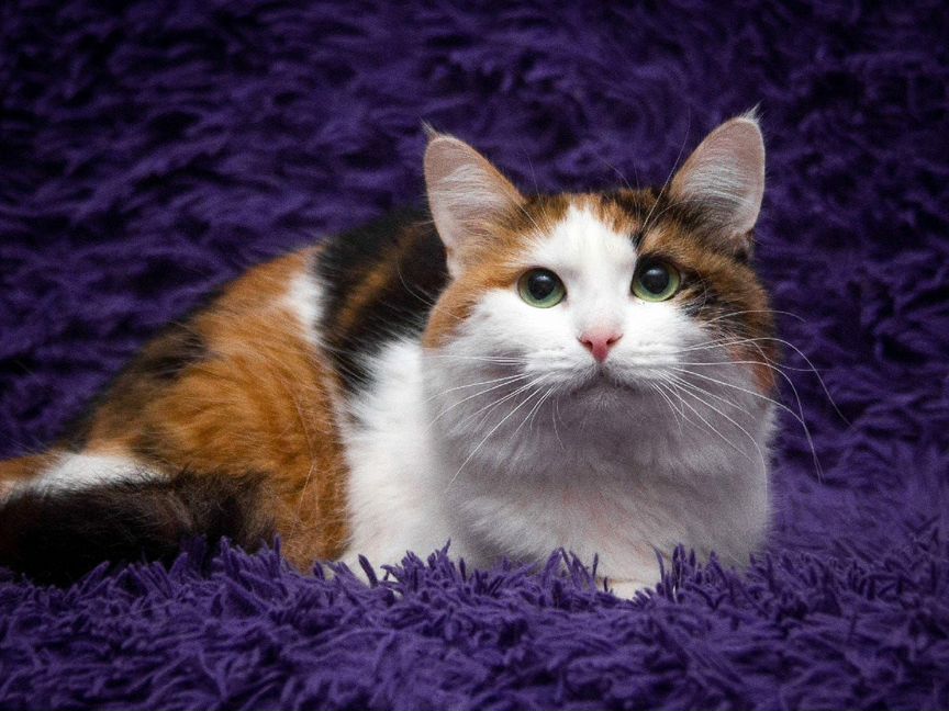 Красавица Буся ищет дом