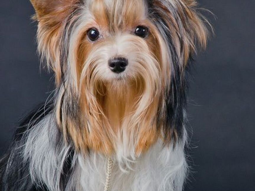 Бивер взрослая девочка