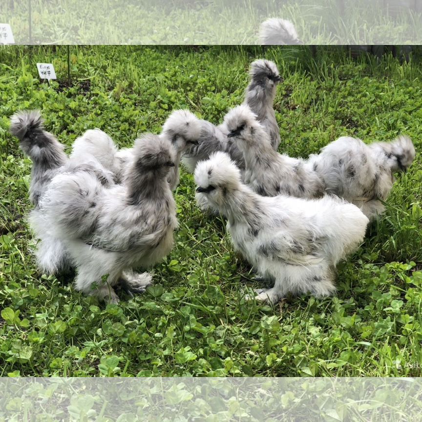 Шелки silkie шёлковые курицы и петух
