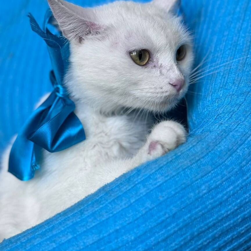 Снежинка в добрые руки