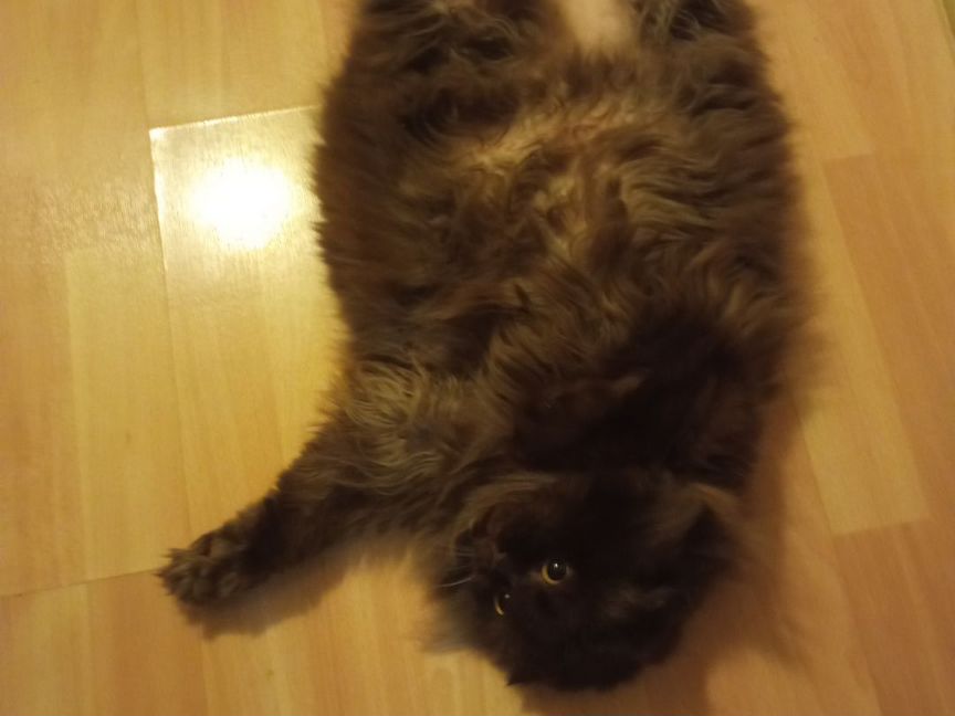 Шотландская вислоухая кошка