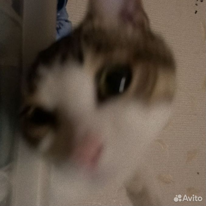 Кот (родители Вислоухая кошка и Бурманский кот)