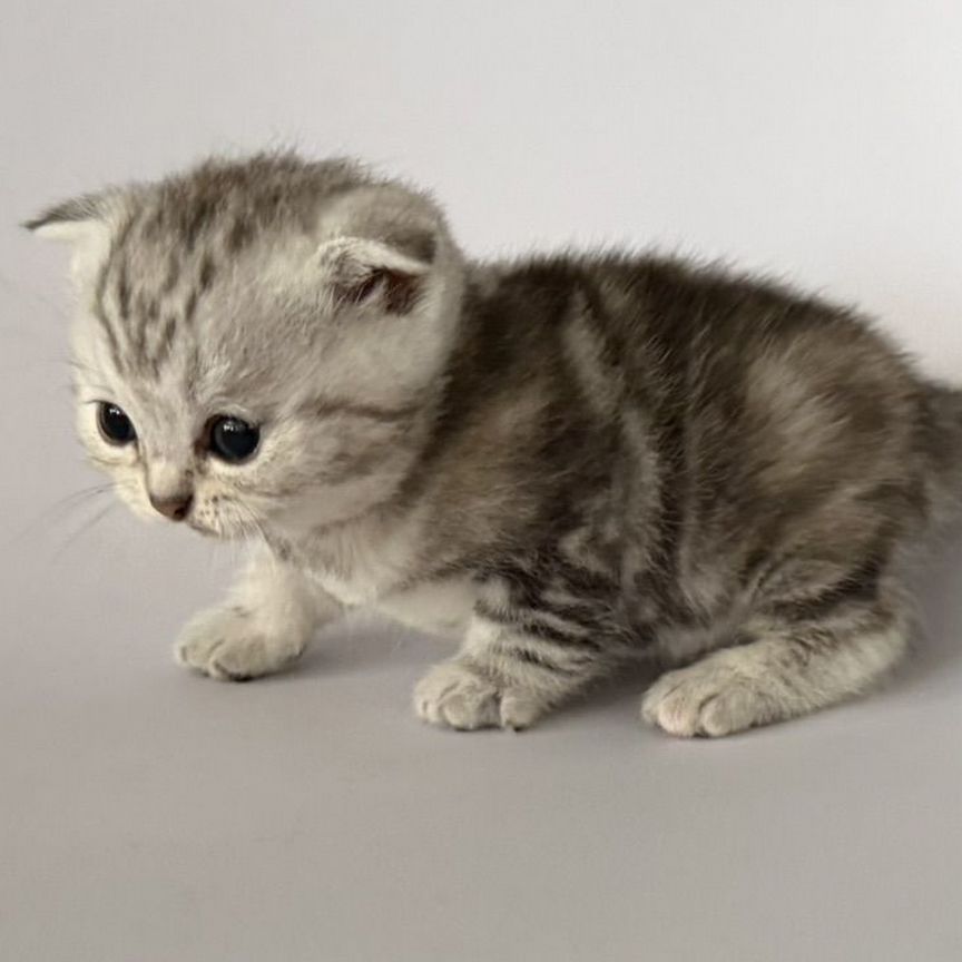 Шотландский вислоухий короткошёрстный котёнок