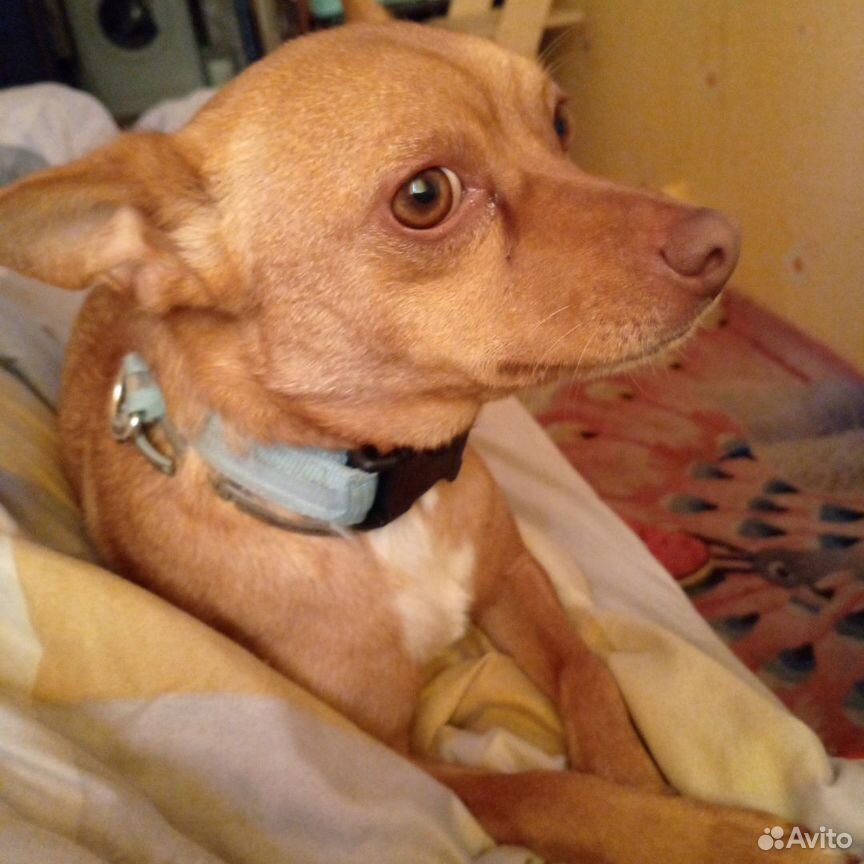 Маленькая собака в добрые руки отдам бесплатно