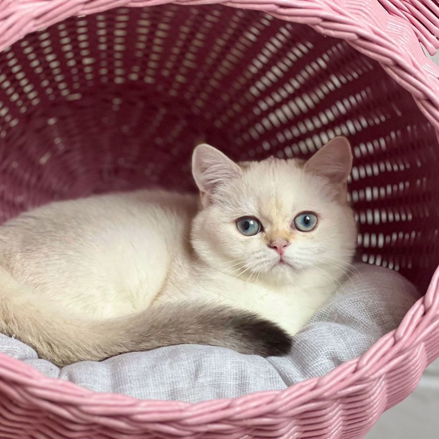Ласковый шотландский котик
