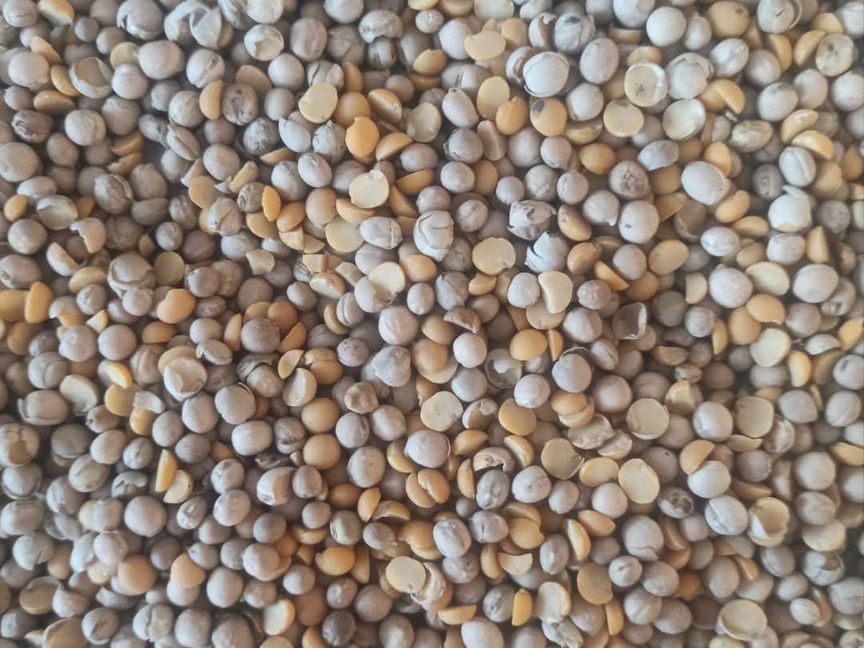 Кукуруза (сухая), пшеница, горох на корм животным