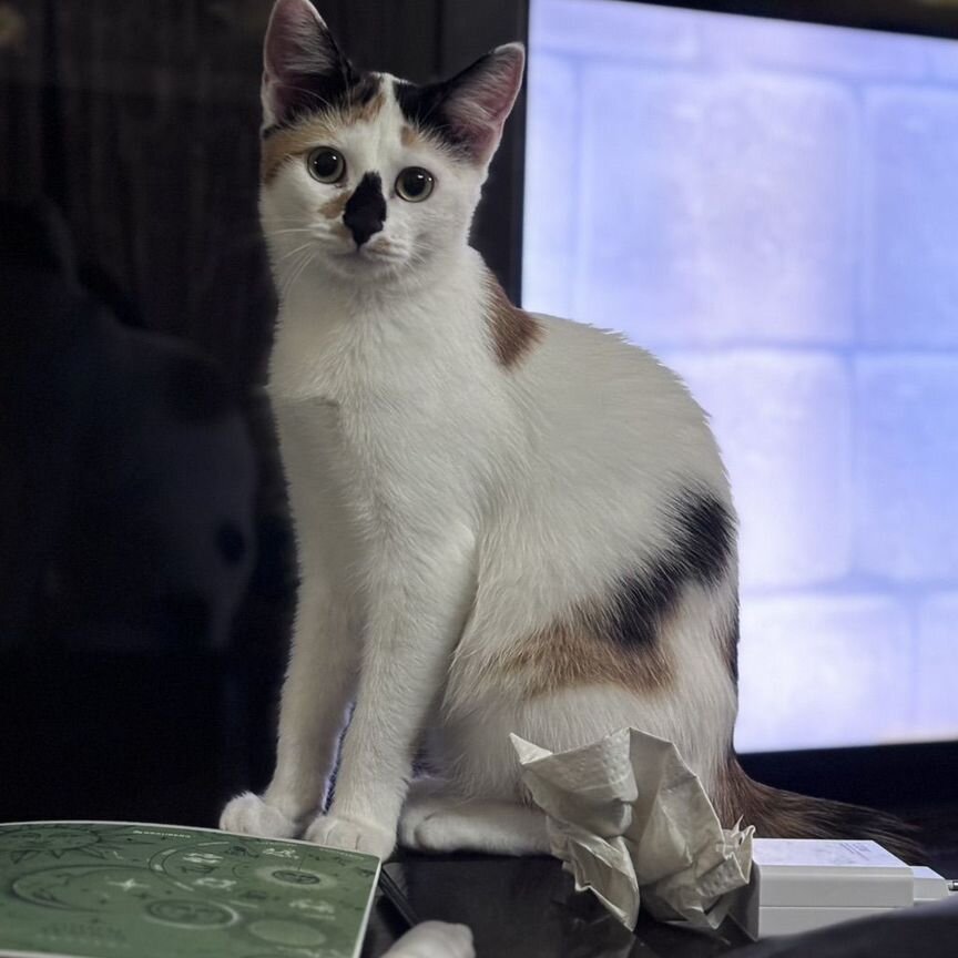 Взрослая, кошка в добрые руки