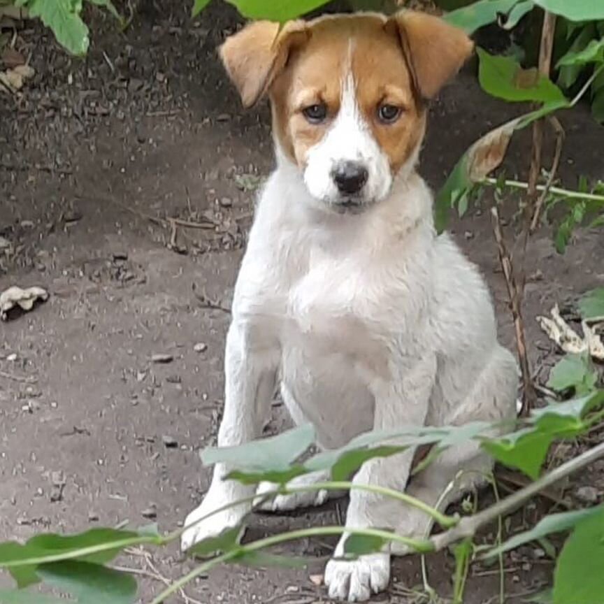 Щенки