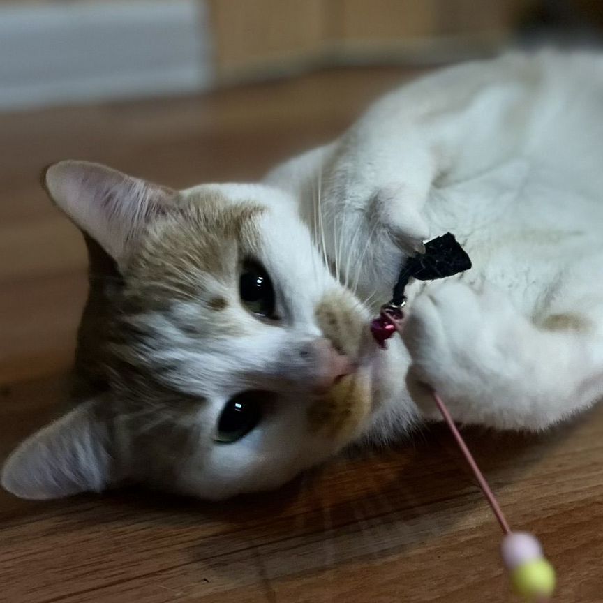 Кошечка ищет добрые руки