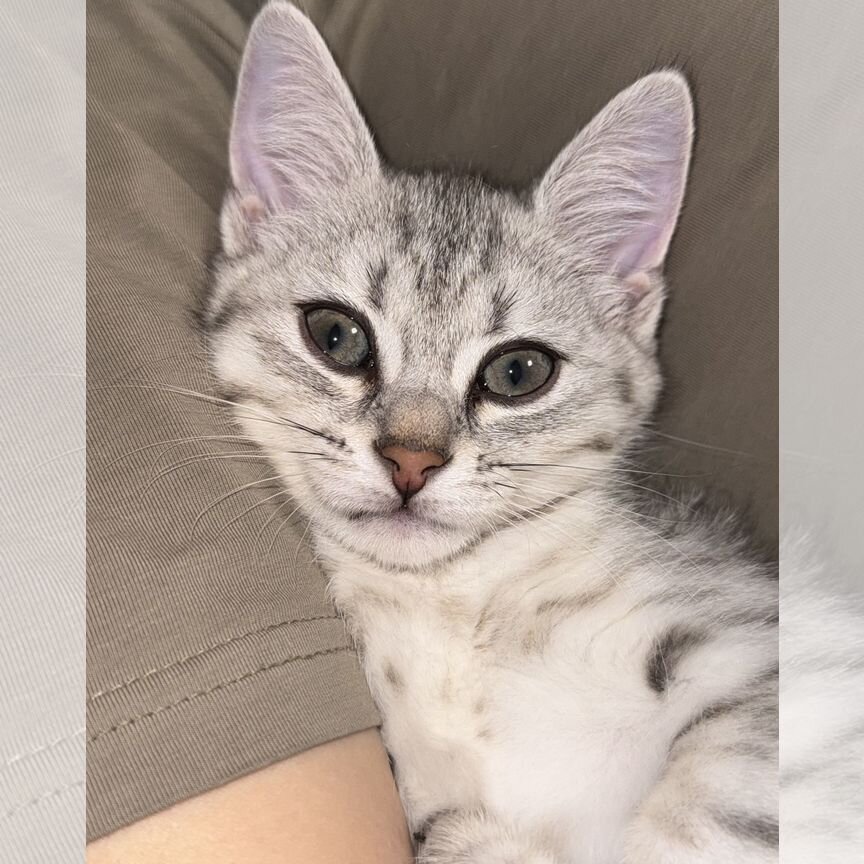 Британский короткошёрстный котёнок