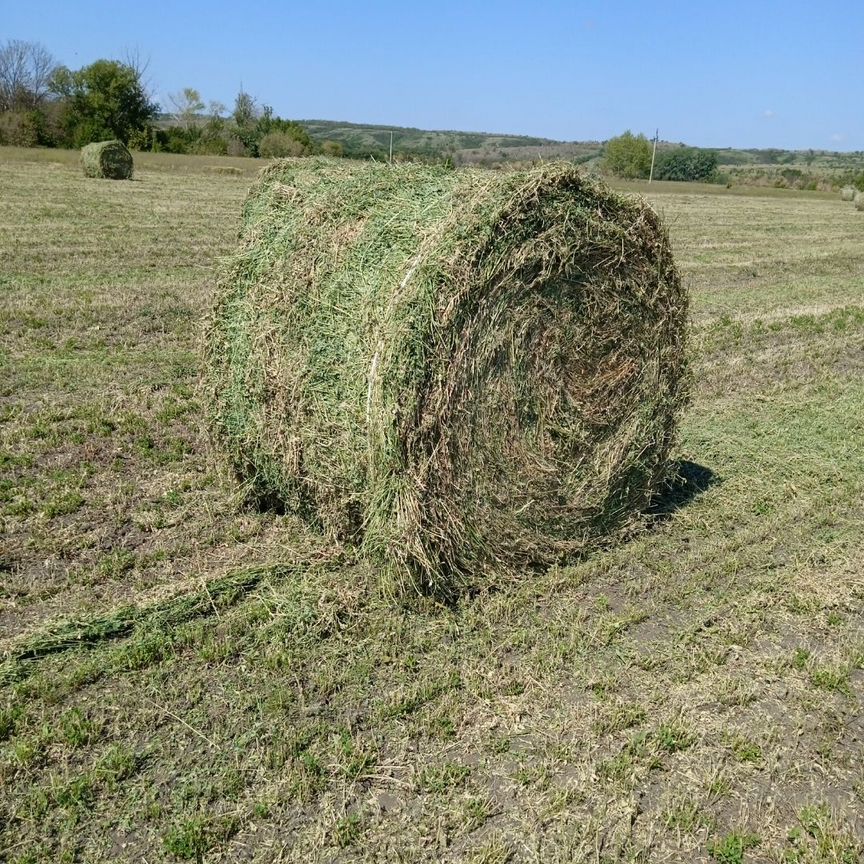 Сено люцерны в рулонах