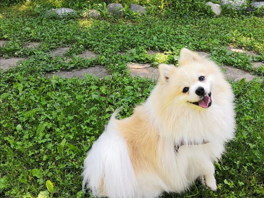 Вязка малый немецкий шпиц Бесплатно