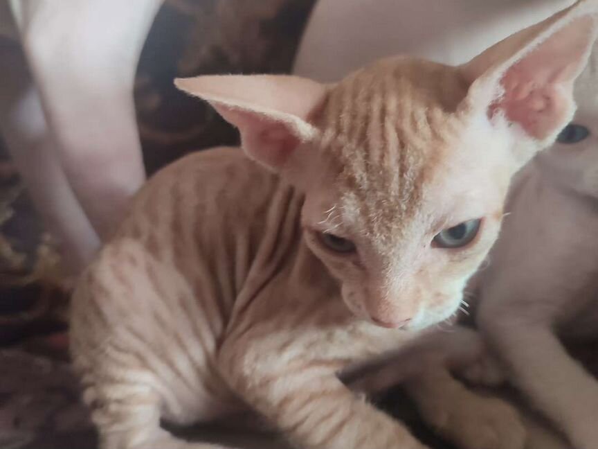 Донской сфинкс котята