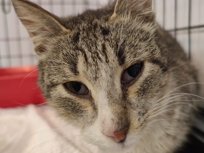 Кошка кошечка кот котенок