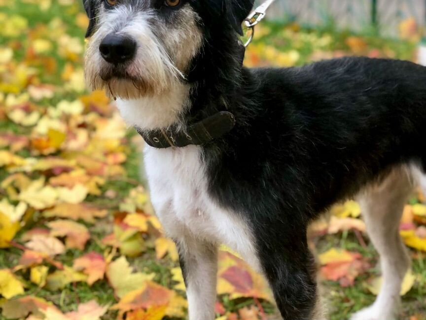 Бородатик Дюша 3 года ищет дом