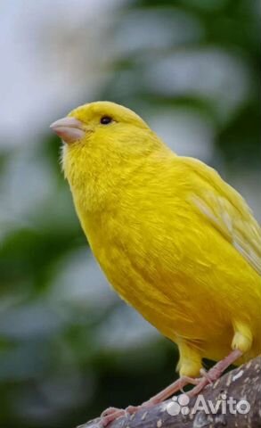 Жёлтый кенарь в добрые руки