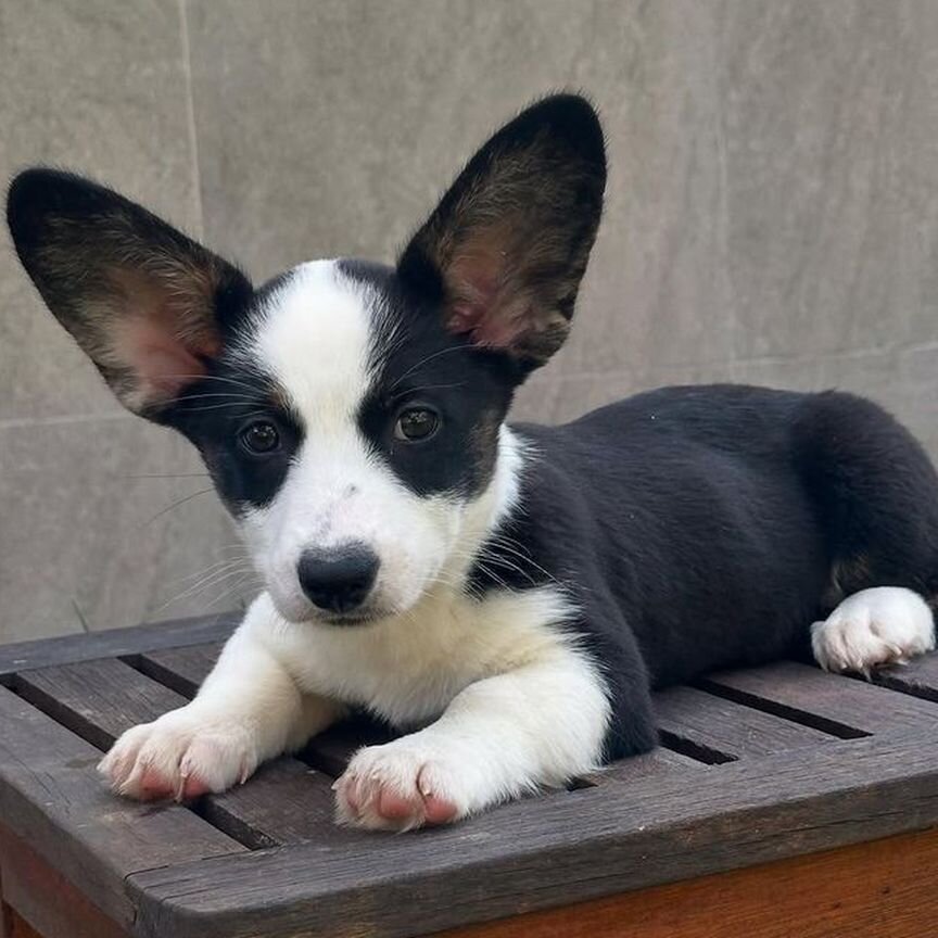 Вельш Корги Кардиган, щенок