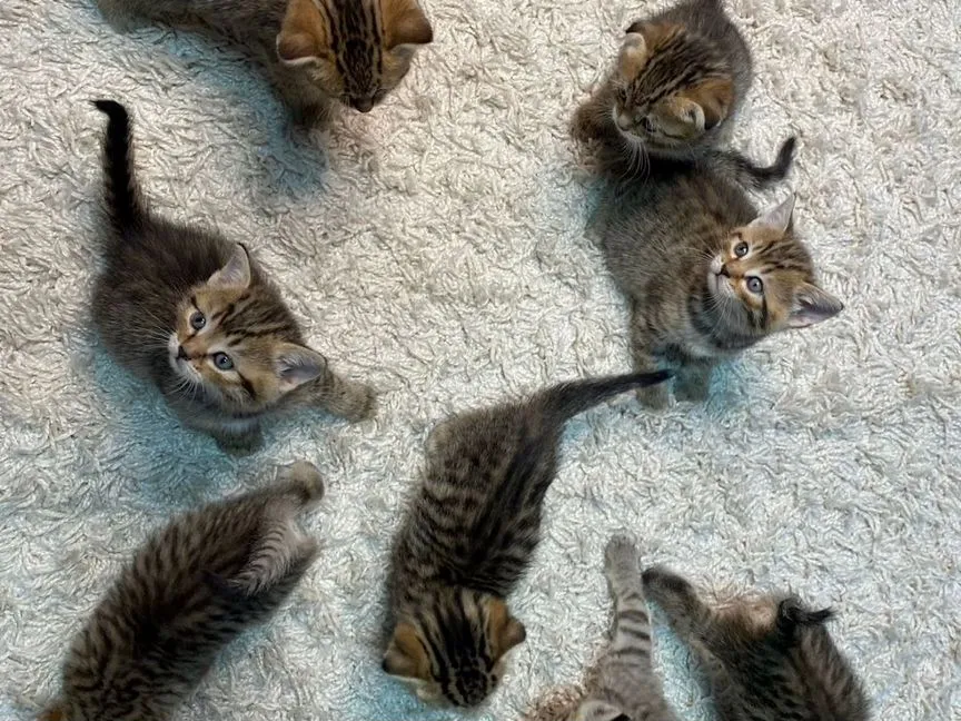 Шотландские котята