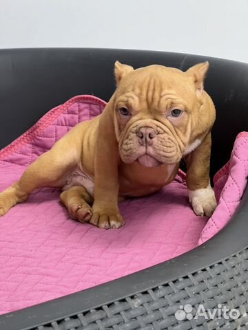 Американский Булли экзот 3,5 месяца