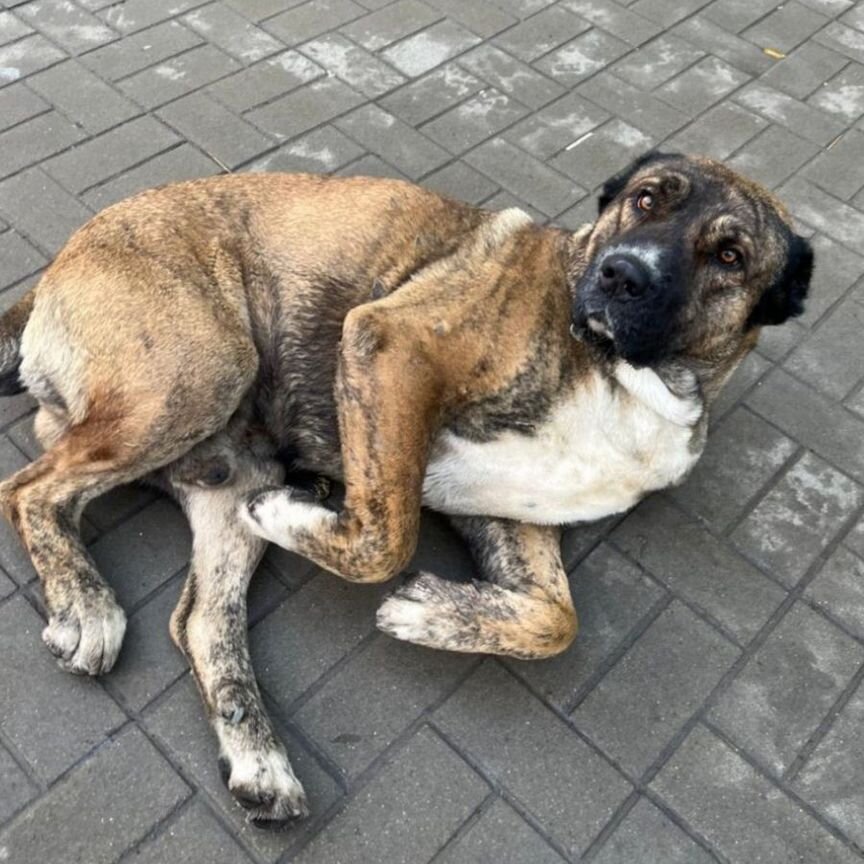 Хозяин отзовись