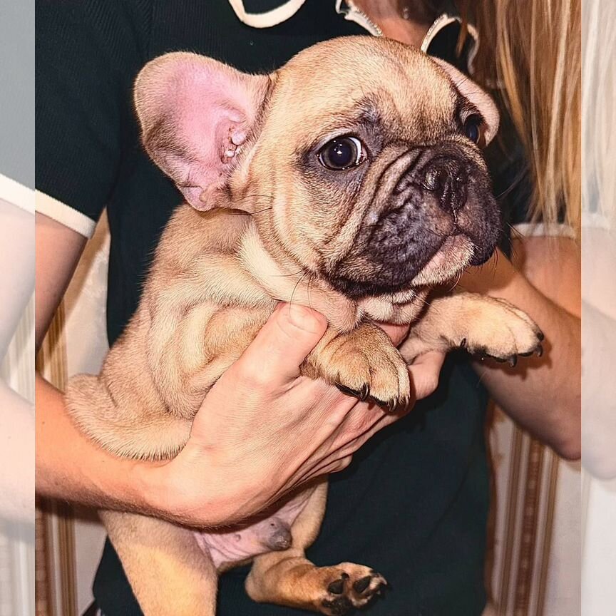 Французский бульдог, щенок