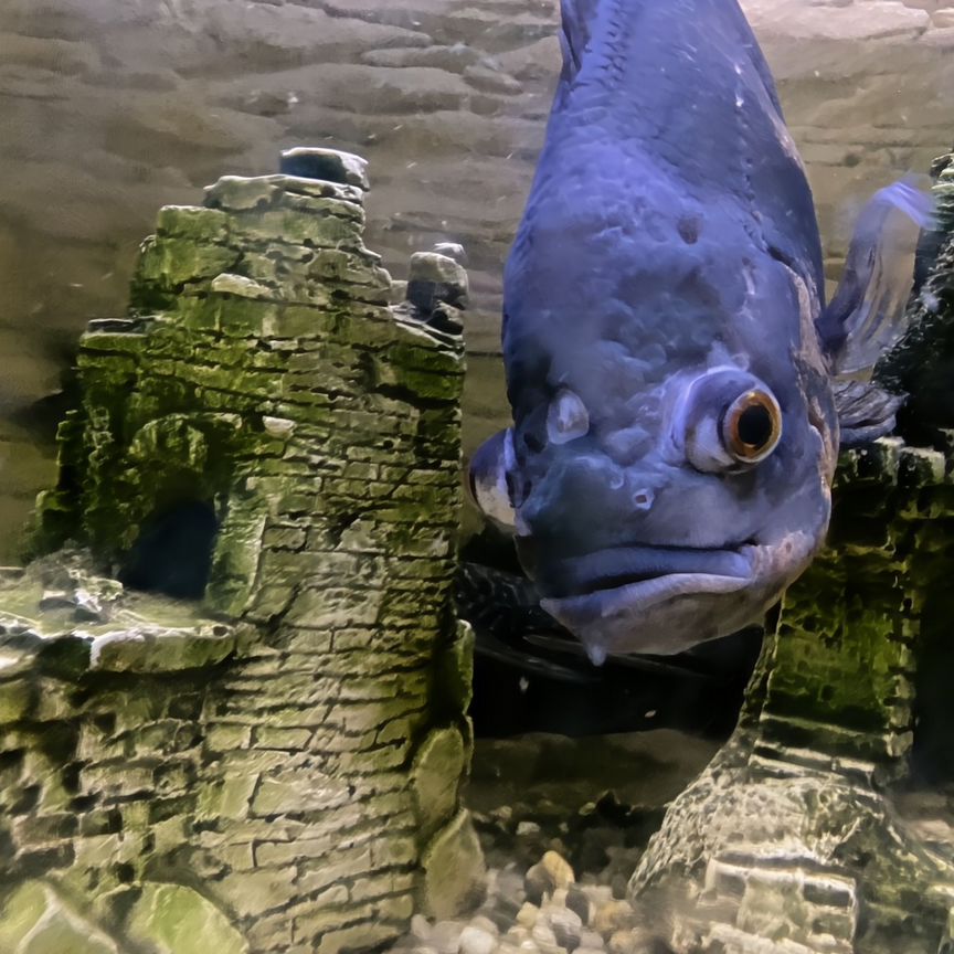 Живая рыба (Астронот черный и сом)