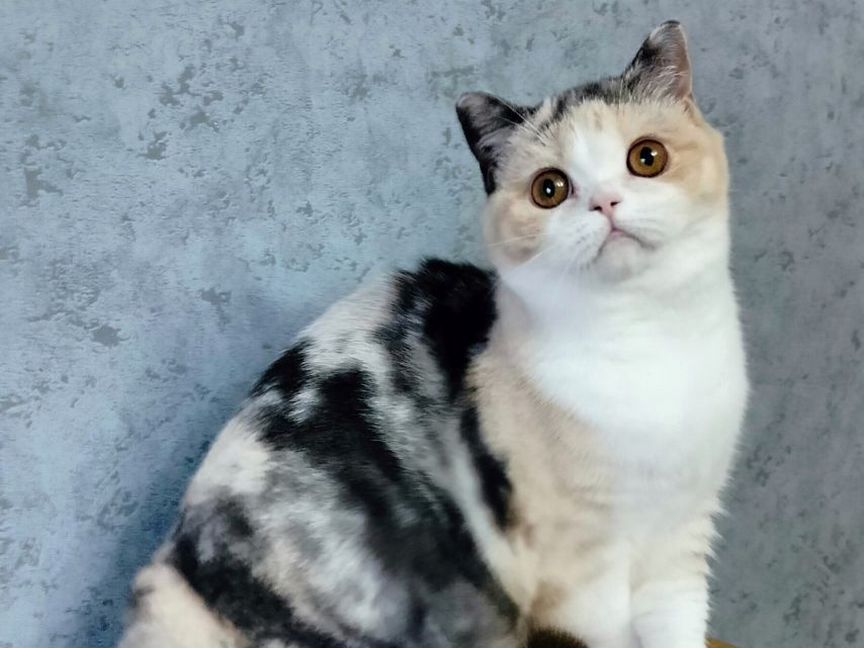 Шотландская страйт