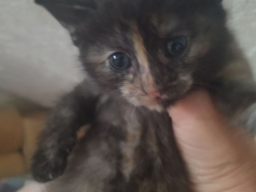 Котик в дар