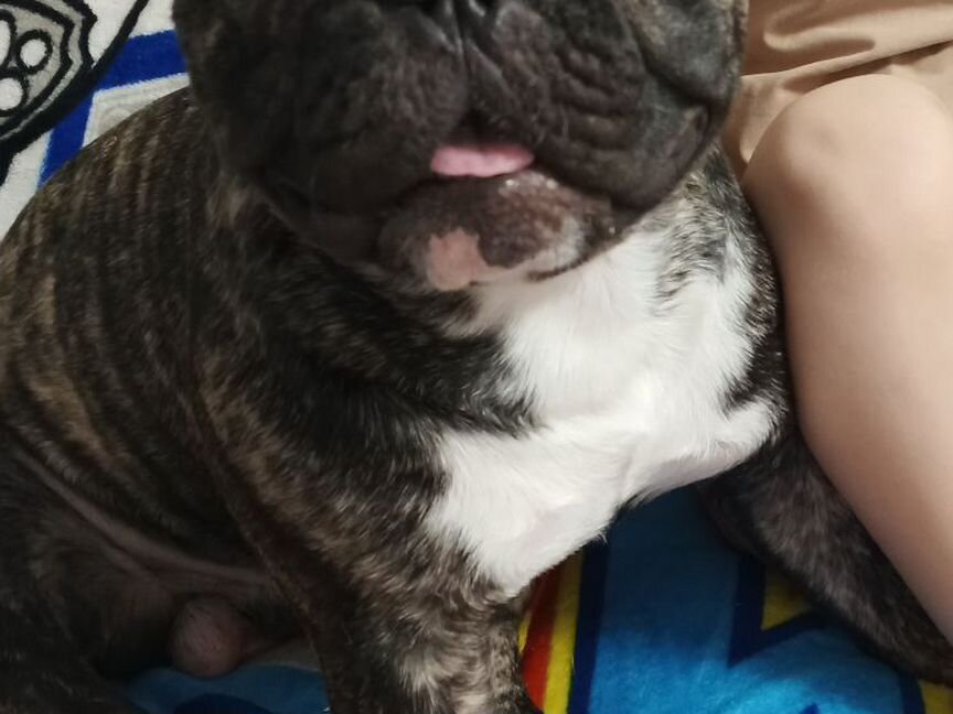 Французский бульдог кабель вязка