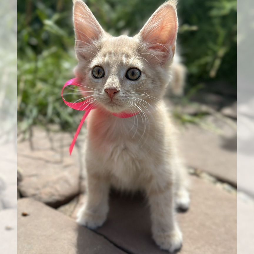 Котята мейн-кун