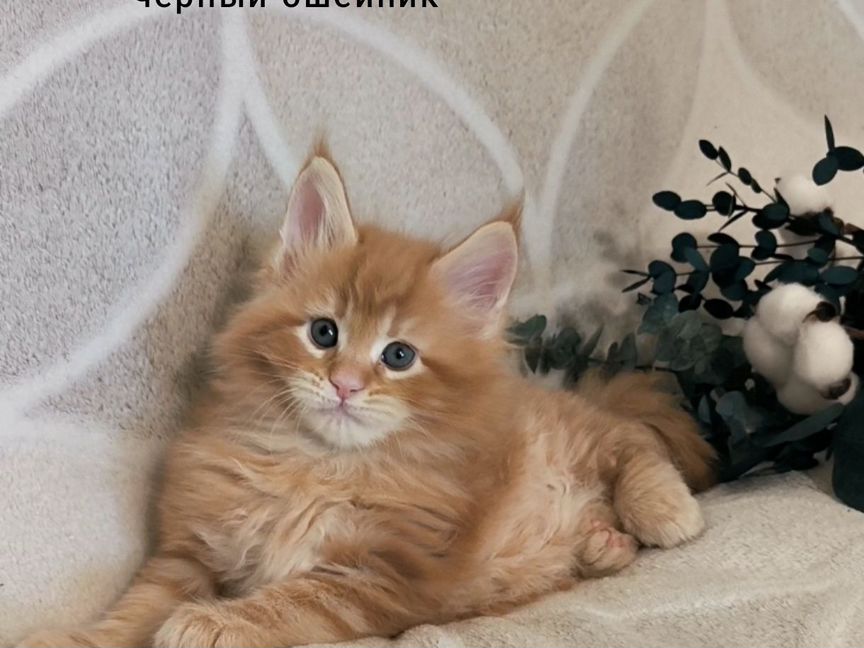 Котята мейн-кун