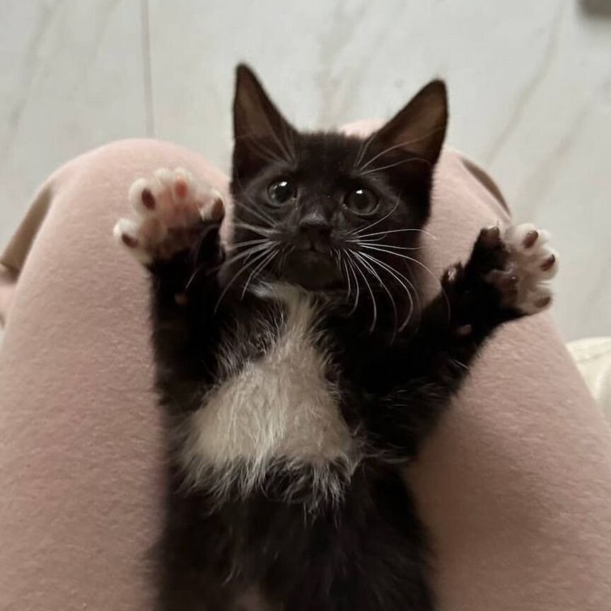 Супер котенок в добрые руки